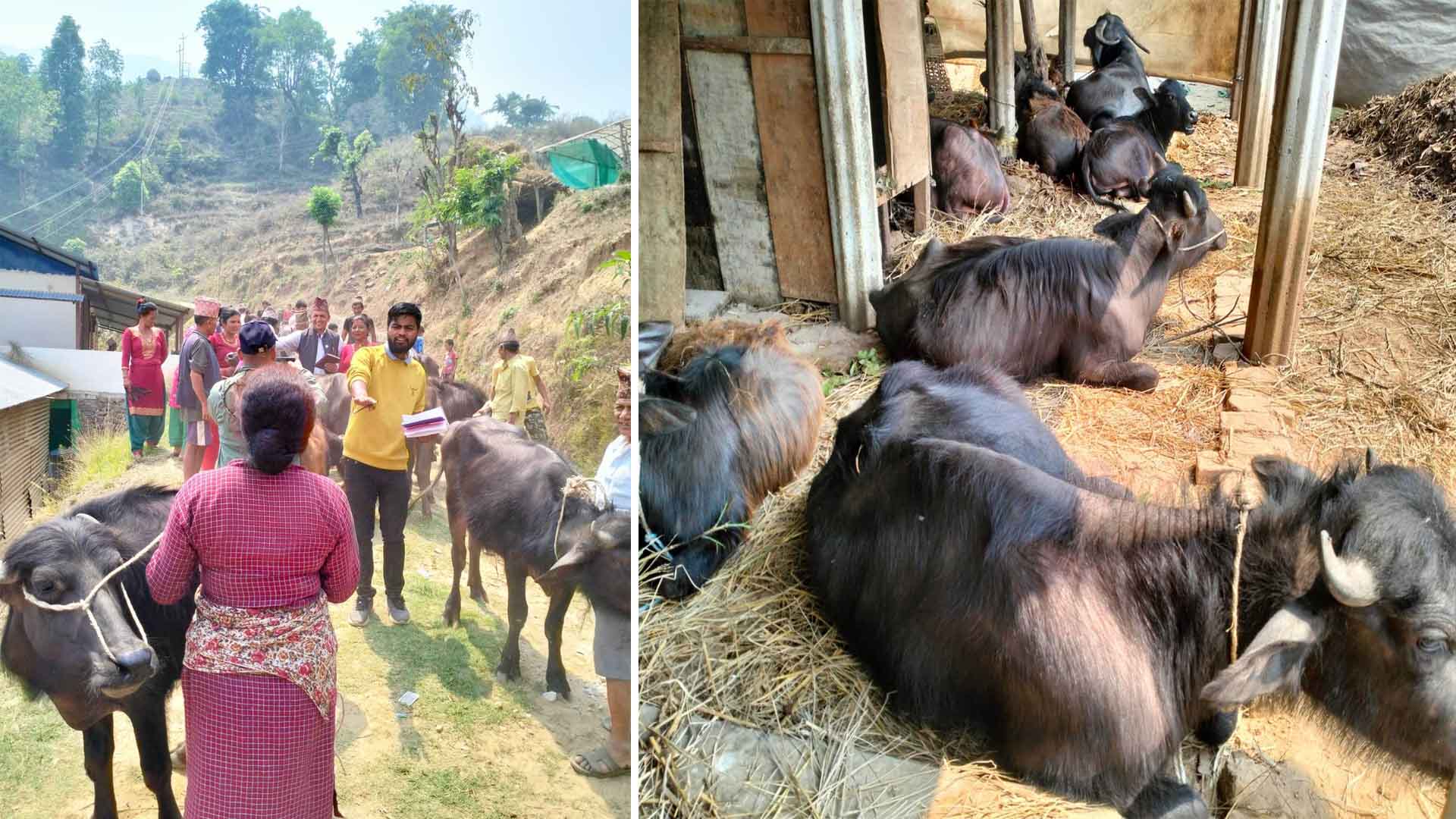 गजुरी कुपिण्डेका किसानलाई अनुदानमा भैँसीको पाडी वितरण | Bagmati Kalam