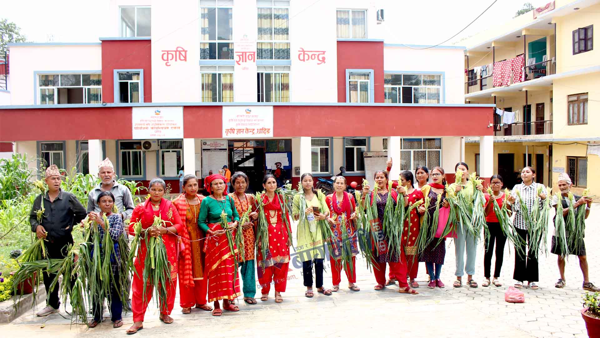 Badar le Annabali Sakhap Parepaxi Krisan Sadakma।।बाँदरले नाश गरेको ...