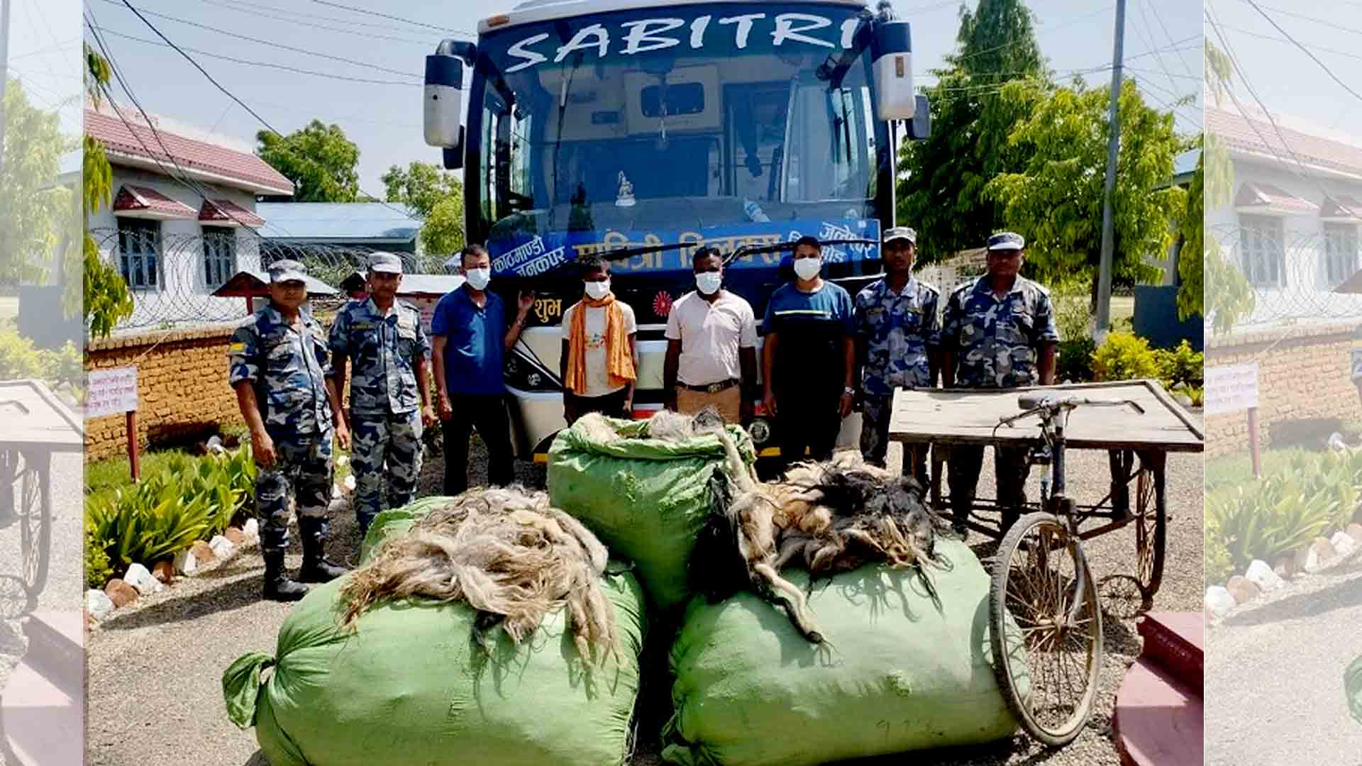 चौँरी गाईको पुच्छर तस्करी गर्ने धादिङ गजुरीका बस्नेत सहित ४ जना पक्राउ ...