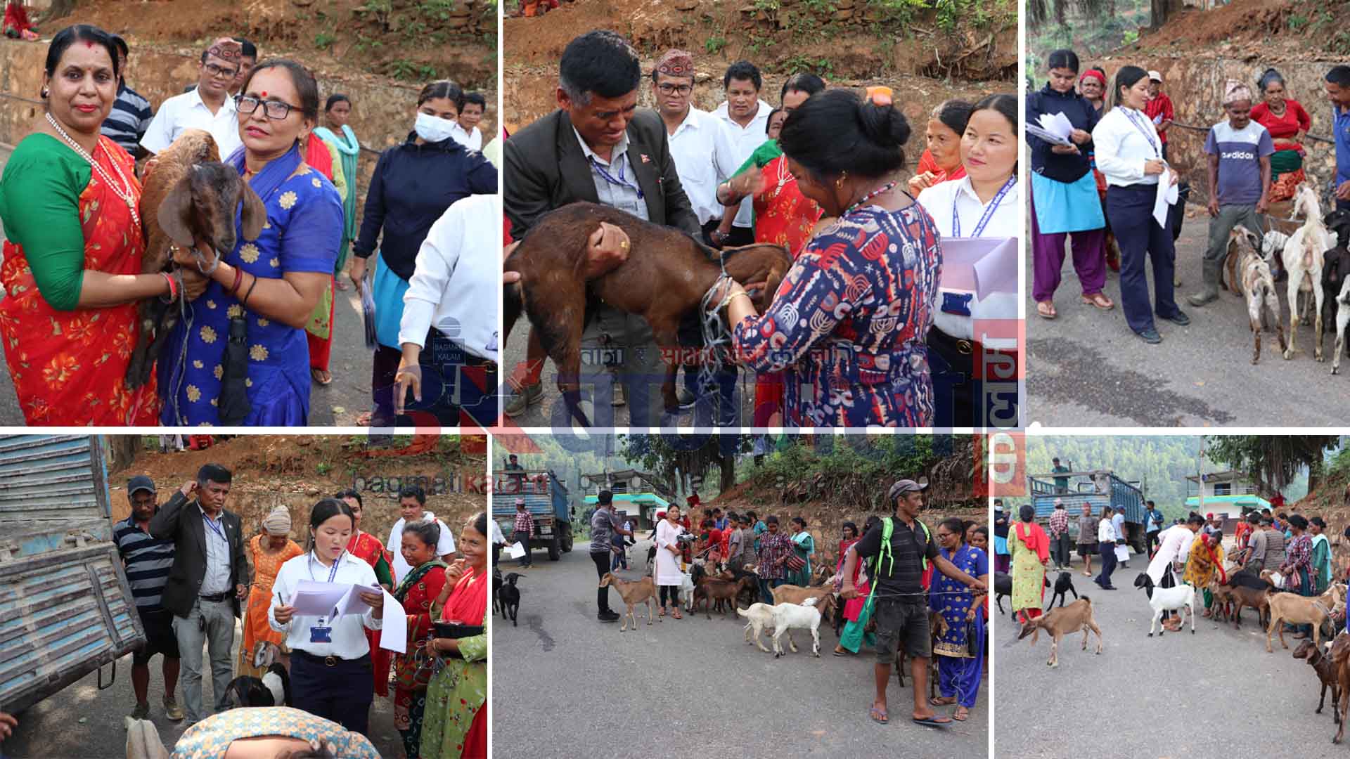 सिद्धलेकका दलित,सिमान्तकृत तथा विपन्नलाई बाख्रा वितरण | Bagmati Kalam