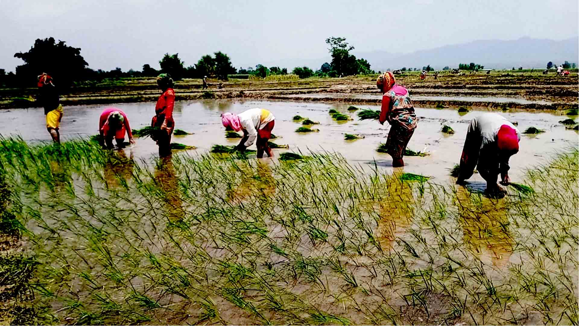 आज असार १५:राष्ट्रिय धान दिवस तथा दही चिउरा खाने पर्व मनाइँदै | Bagmati ...