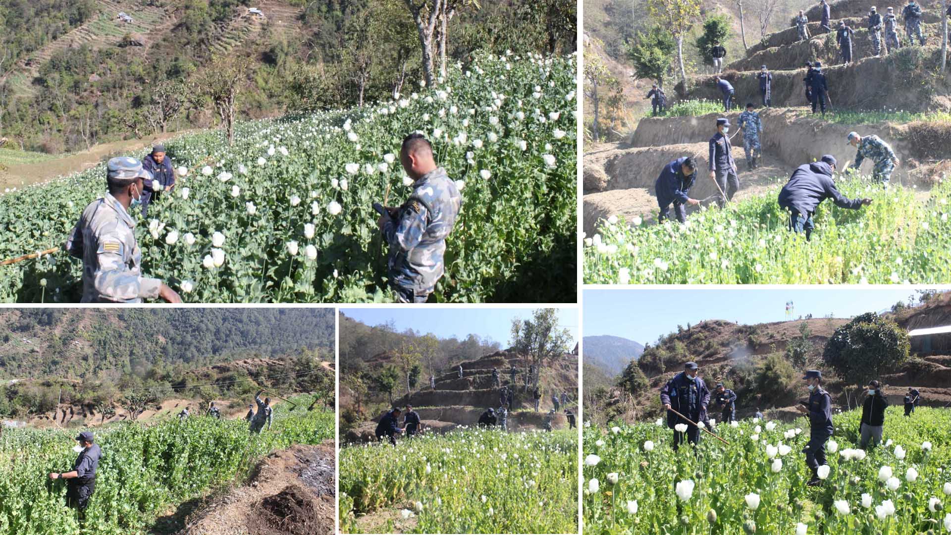 एक हजार रोपनीमा लगाइएको अफिम खेती धादिङ प्रहरीद्धारा नष्ट | Bagmati Kalam